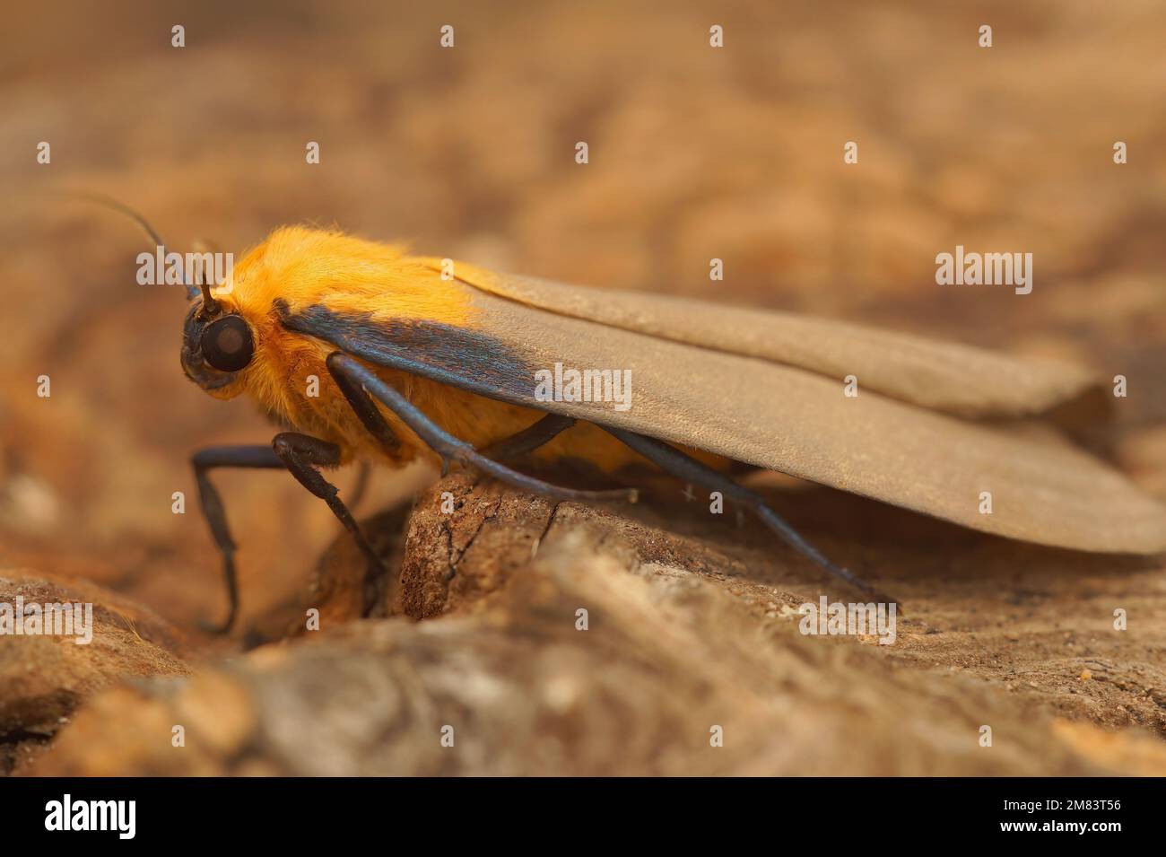 Detailed facial closeup on a soft yellow four-spotted footman moth ...