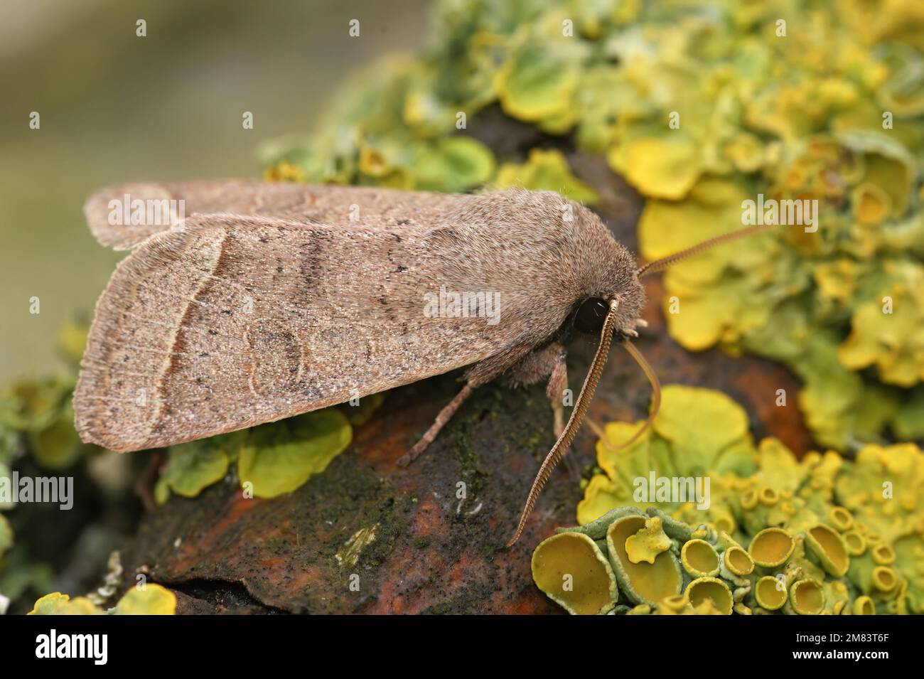 Natural closeup on the Common Quaker owlet moth, Orthosia cerasi ...