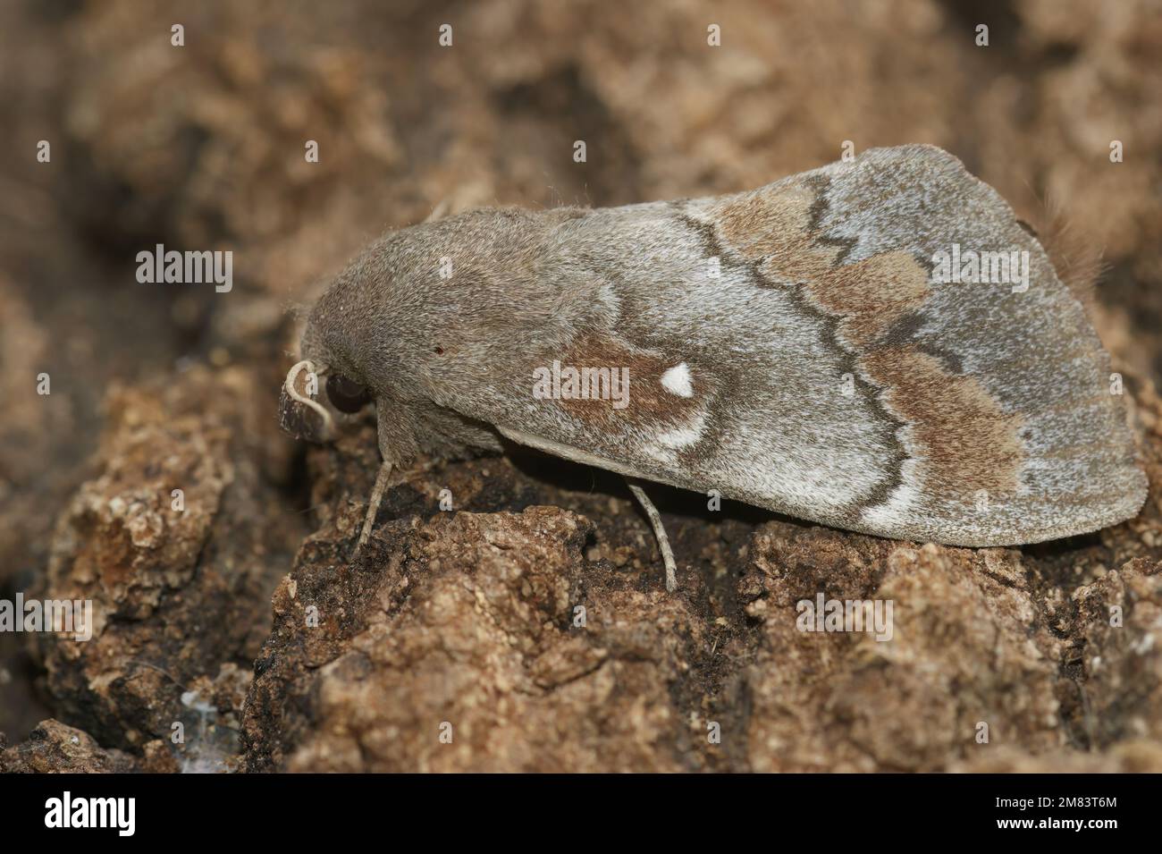 Lappet moth pine tree hi-res stock photography and images - Alamy