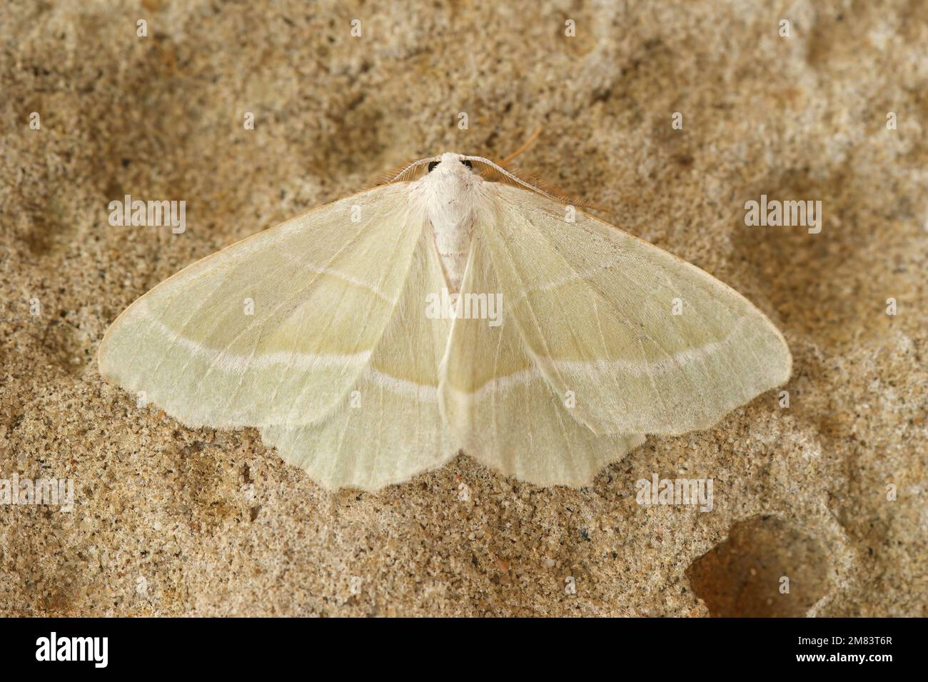 Closeup on the lightr the light emerald geometer moth, Campaea ...