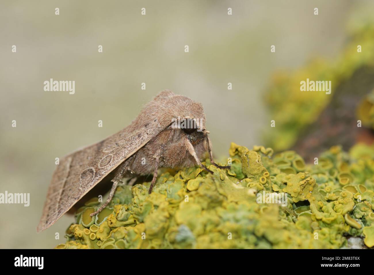 Natural closeup on the Common Quaker owlet moth, Orthosia cerasi ...