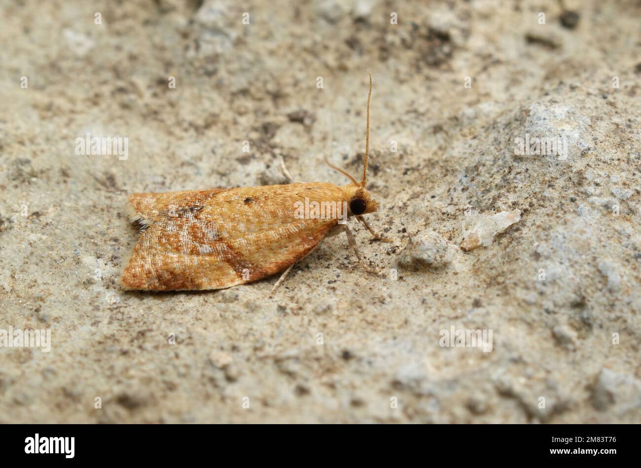 Closeup on the small orange privet tortrix moth, Clepsis consimilana ...
