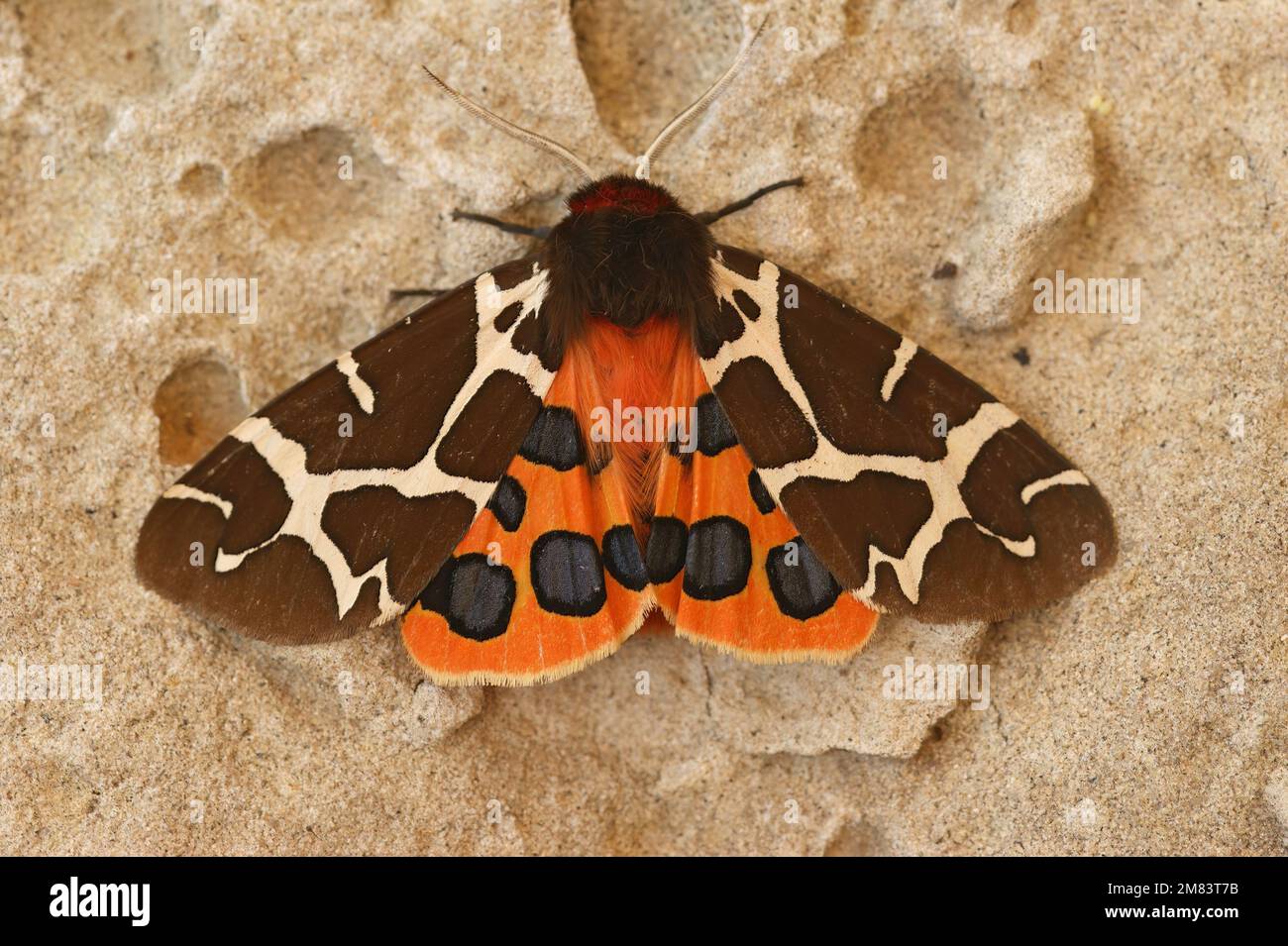 Detailed closeup on the colorful great garden tiger moth Arctia caja ...