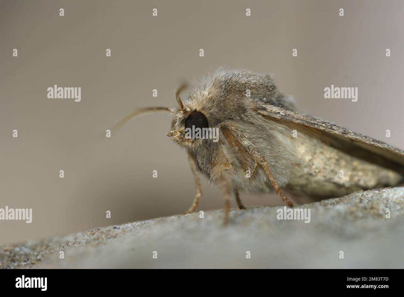 Closeup on flounced rustic owlet moth, Luperina testacea sitting on a ...