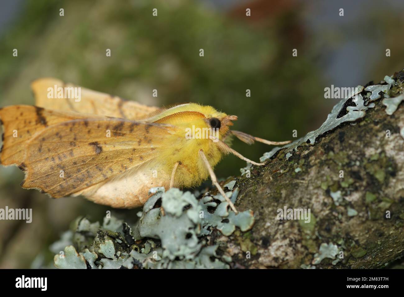 Natural closeup on the Yellow Canary-shouldered Thorn geometer moth ...