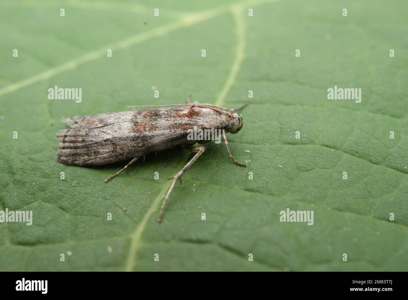 Closeup on the small Dotted oak knot-horn moth Phycita roborella ...