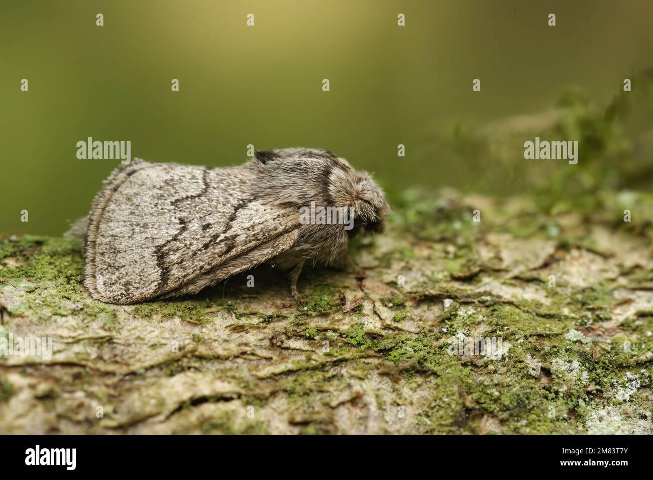 Natural closeup on the pale oak eggar moth, Trichiura crataegi, sitting ...
