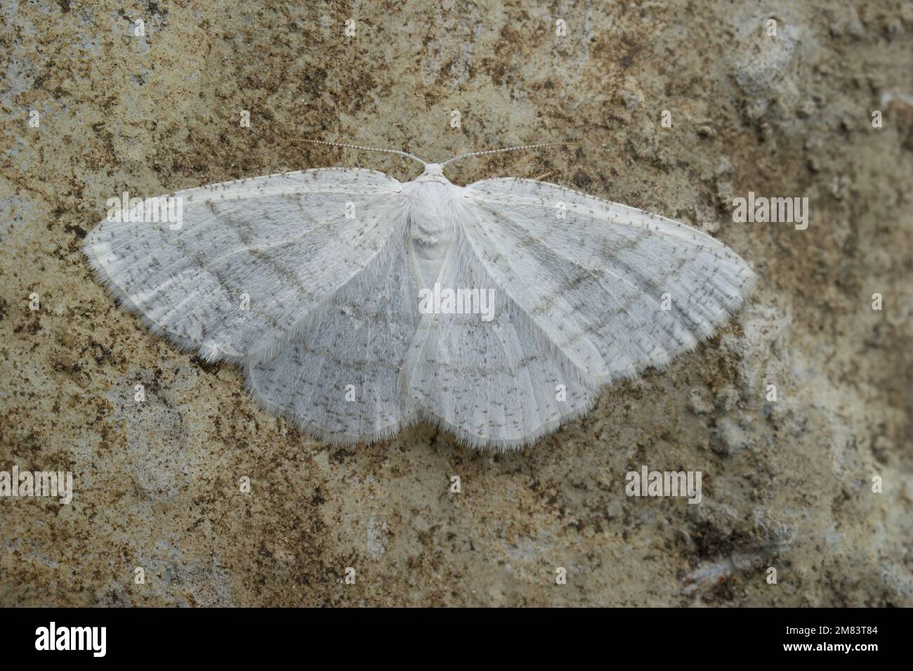 Common white wave cabera pusaria hi-res stock photography and images ...