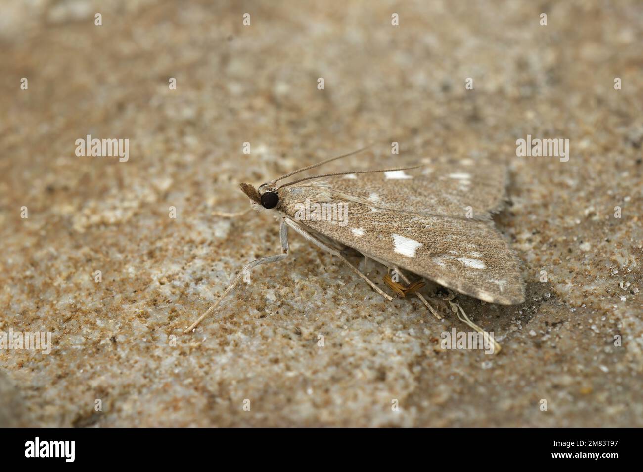 Natural closeup on a small brown Pyralid moth, Udea olivalis sitting on ...