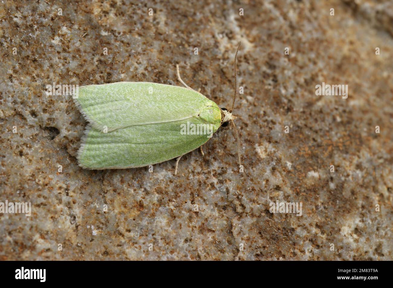 Detailed closeup on the small green tortrix oak moth, Tortrix viridana ...