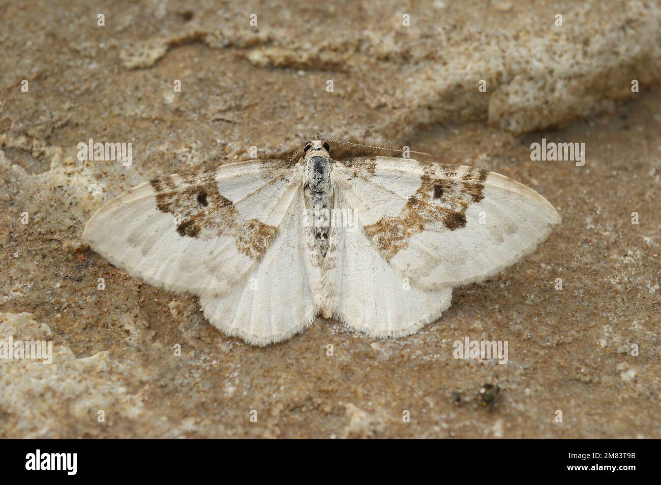 Closeup on a Silver-ground Carpet geometer Moth, Xanthorhoe montanata ...