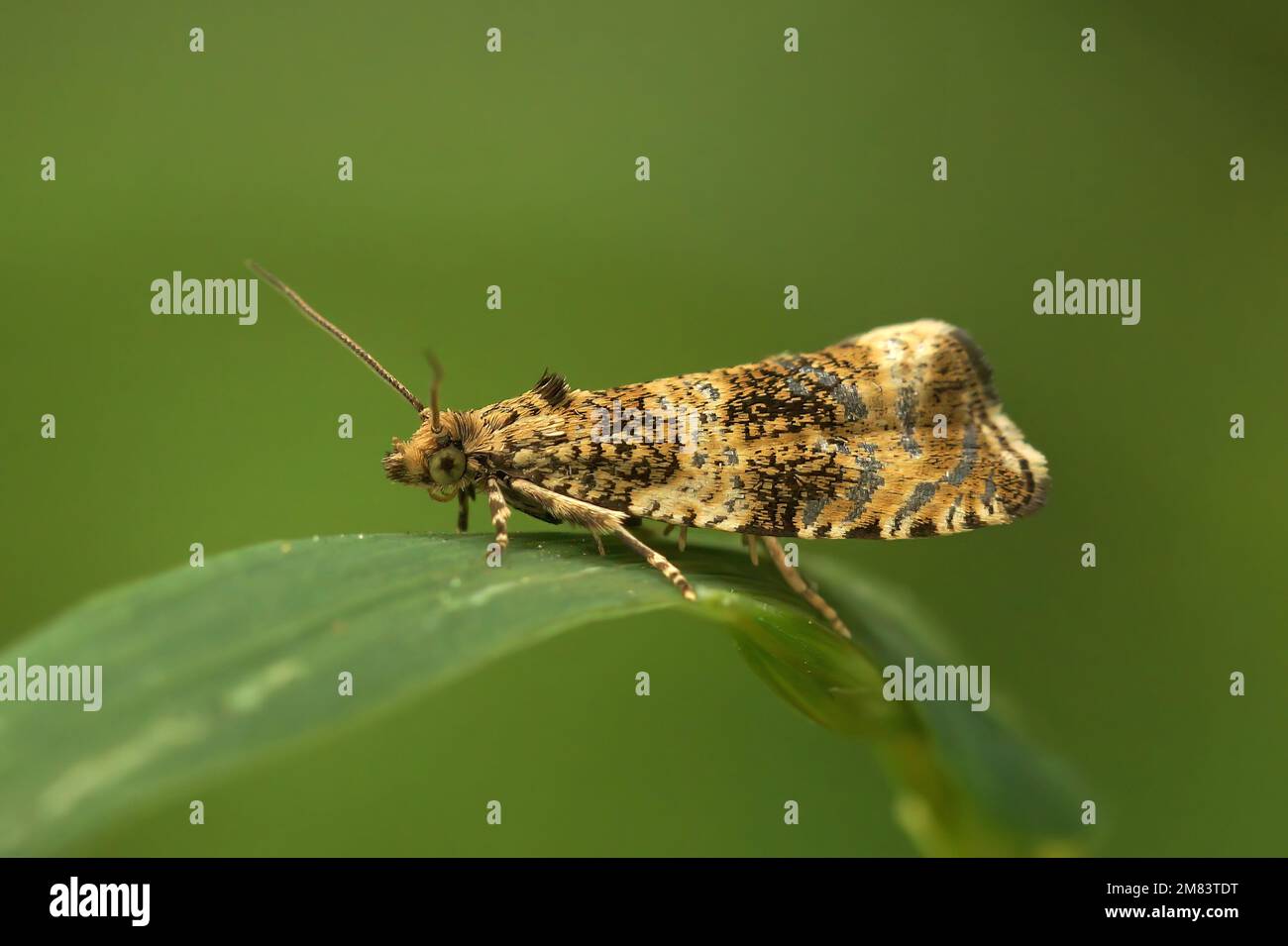 Trotrix hi-res stock photography and images - Alamy