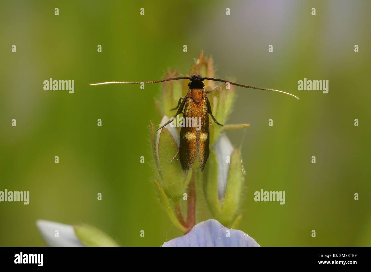 Detailed natural vertical closeup on the rare Little longhorn micro ...