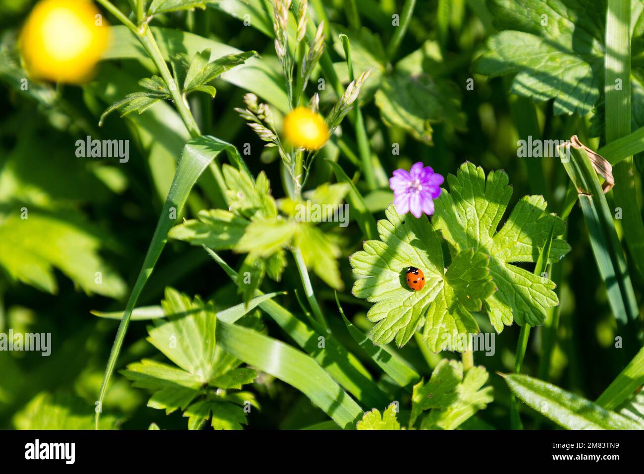PERRINE DOUDIN, HELIXINE, SNAIL FARMER, PRODUCER OF ORGANIC SNAILS ...