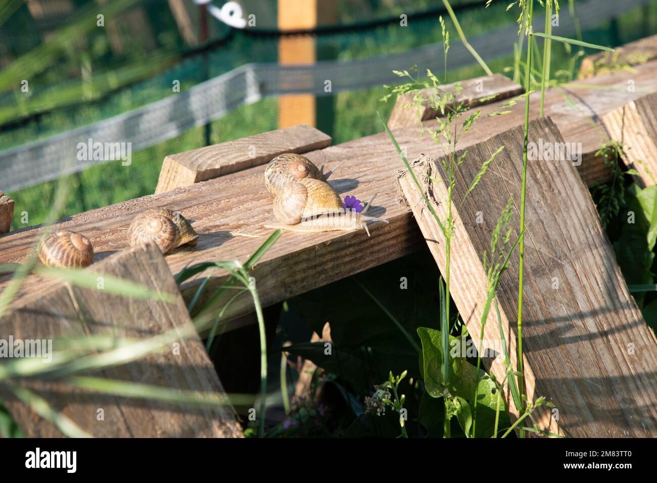 Perrine doudin hi-res stock photography and images - Alamy