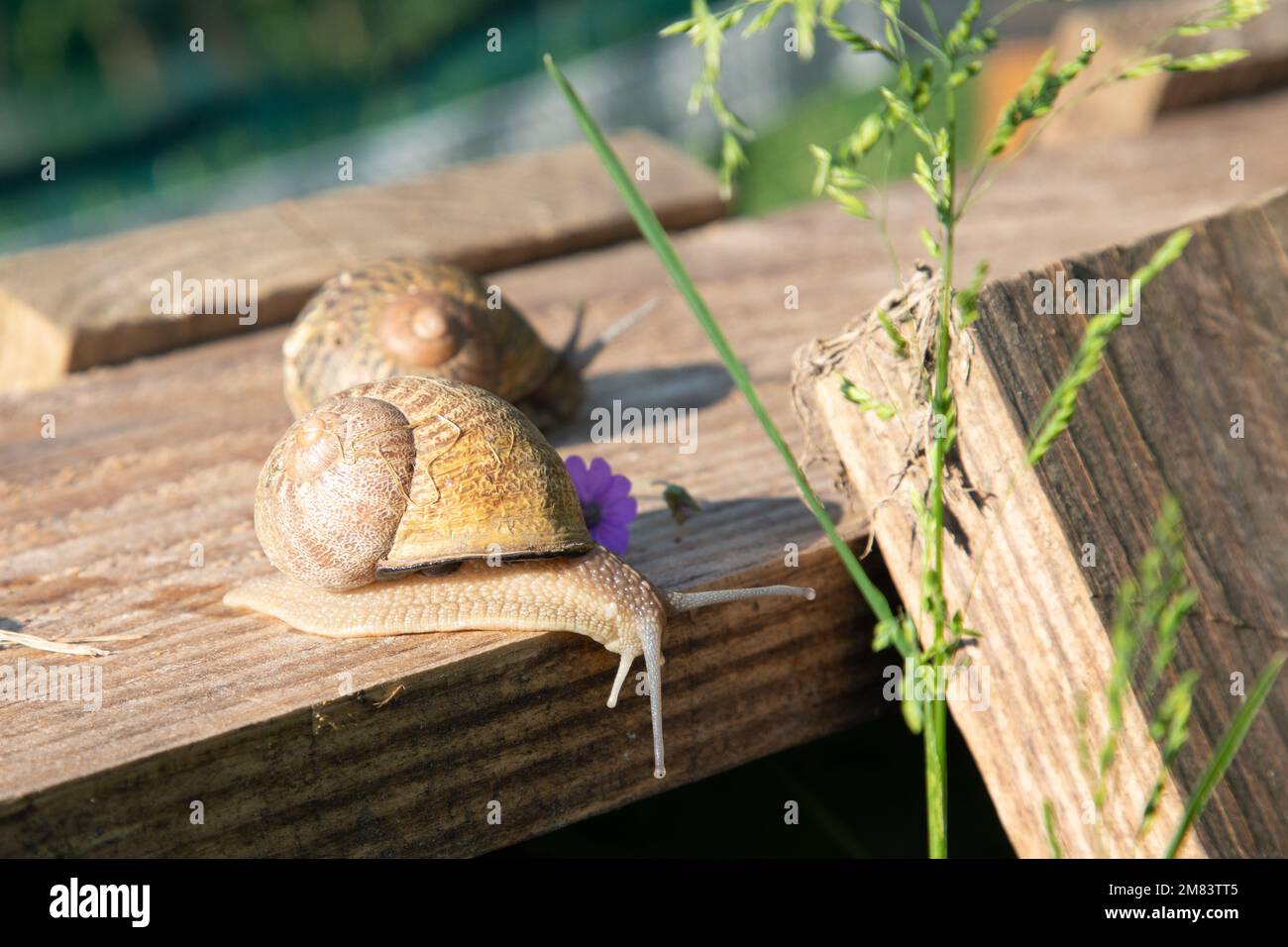 Perrine doudin hi-res stock photography and images - Alamy