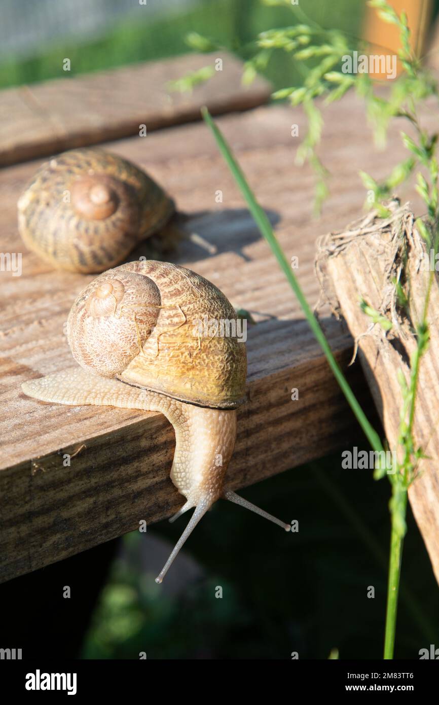 PERRINE DOUDIN, HELIXINE, SNAIL FARMER, PRODUCER OF ORGANIC SNAILS ...