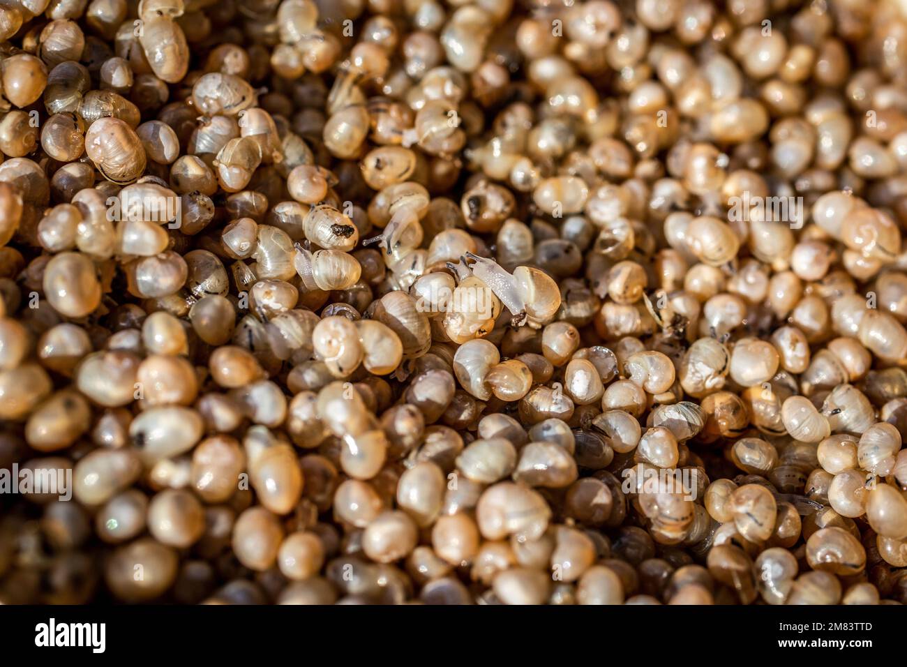 PERRINE DOUDIN, HELIXINE, SNAIL FARMER, PRODUCER OF ORGANIC SNAILS ...