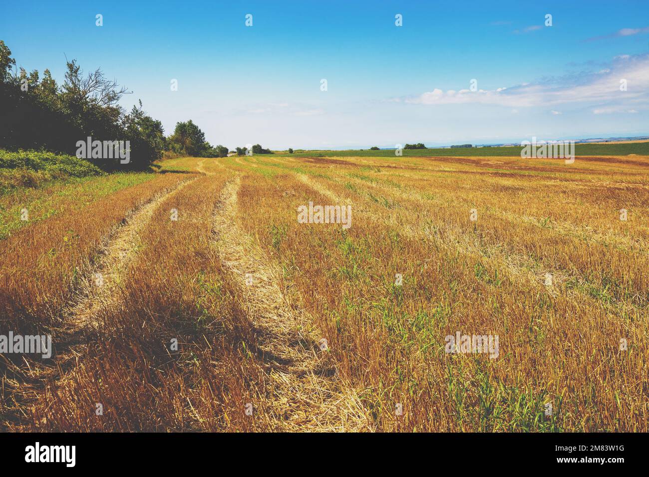 Agricultural landscape with a field of cut wheat Stock Photo - Alamy