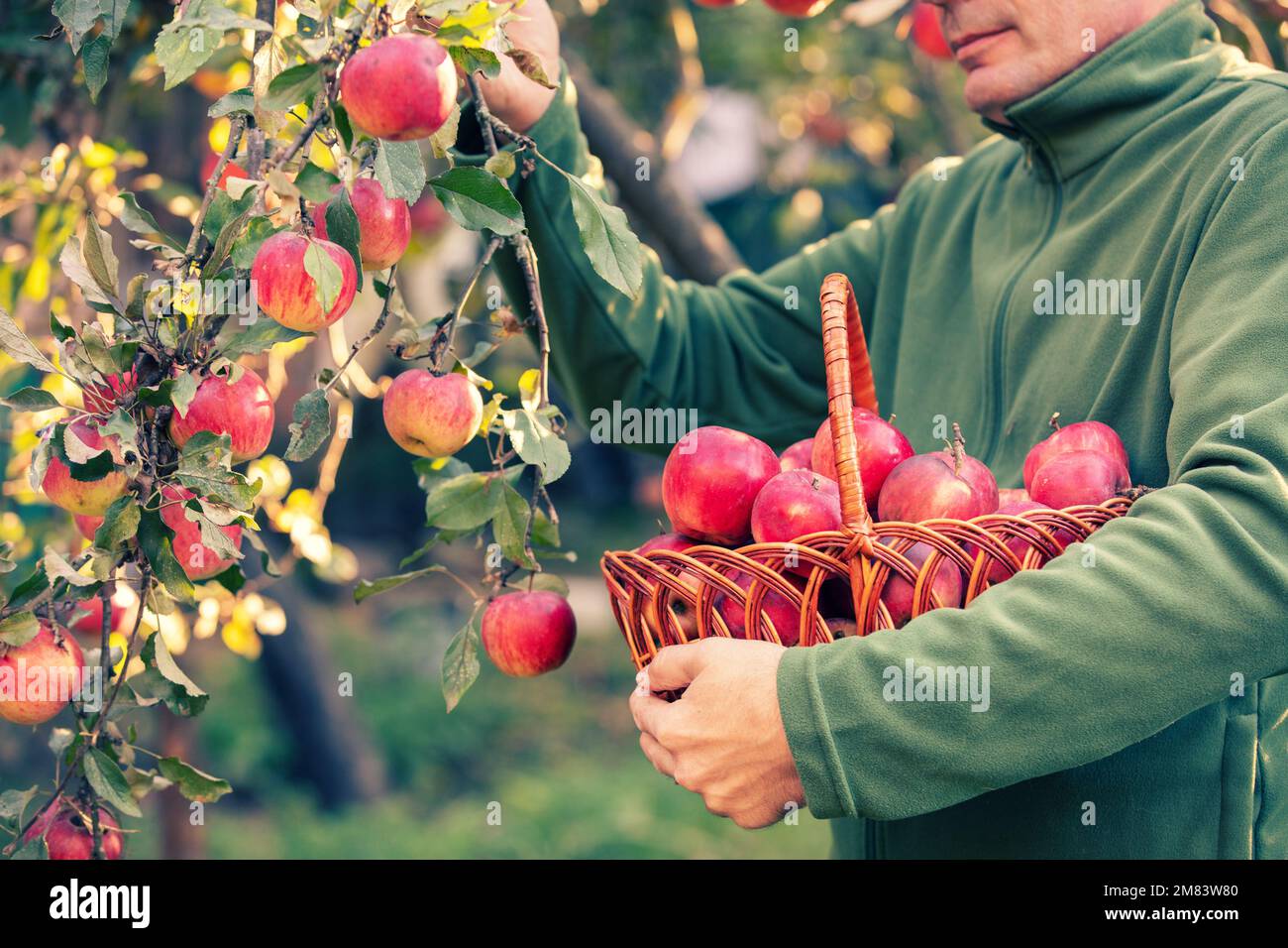 A man harvesting ripe apples in the orchard Stock Photo - Alamy