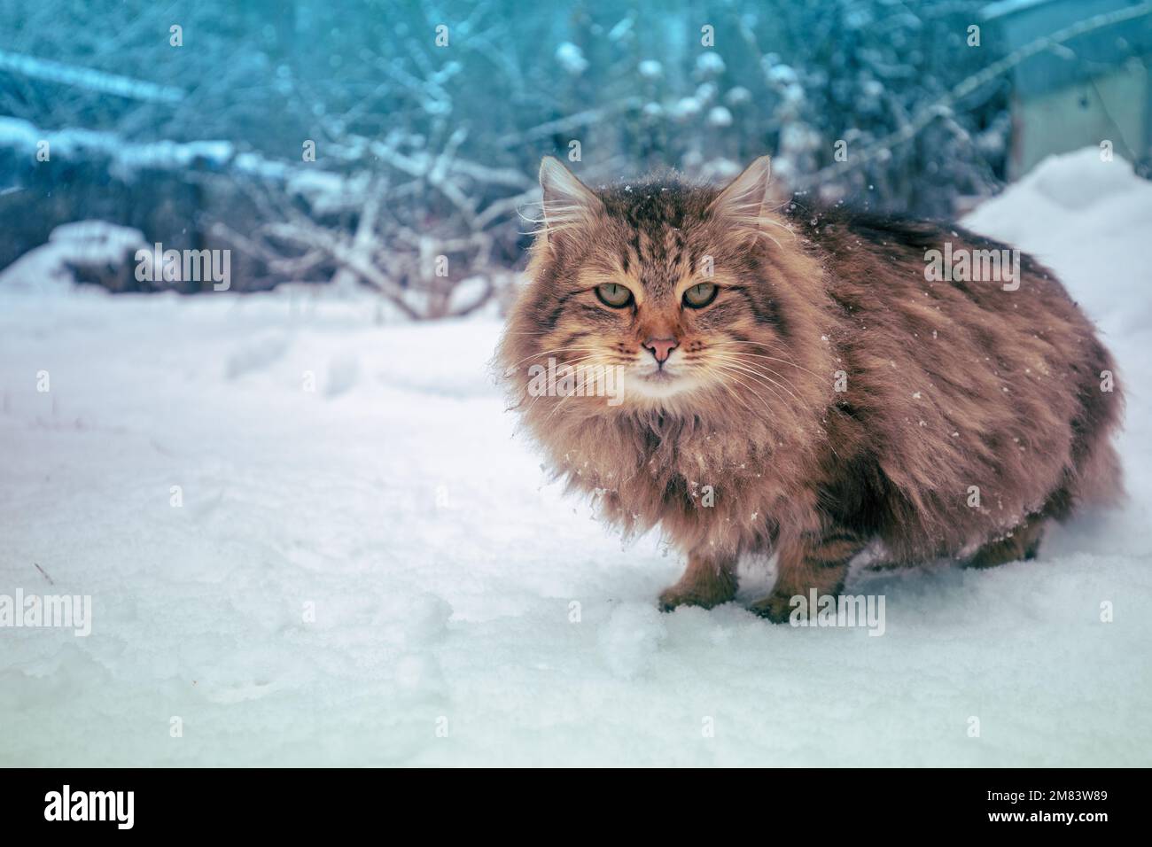 Sad cat walking in snow hi-res stock photography and images - Alamy