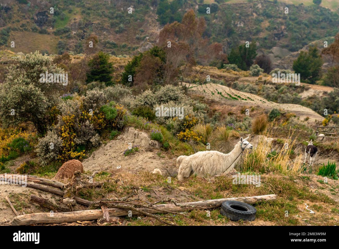 natural landscape of ecuador in south america Stock Photo - Alamy