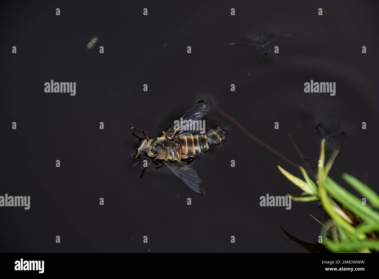 dead dark giant horsefly on the water surface being eaten by ...