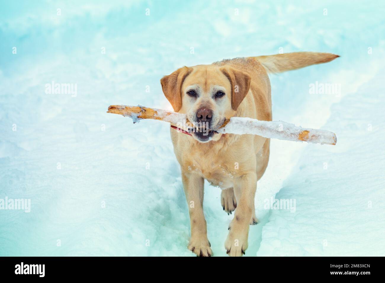 The dog walks in the snow in winter and carries a stick in his teeth ...