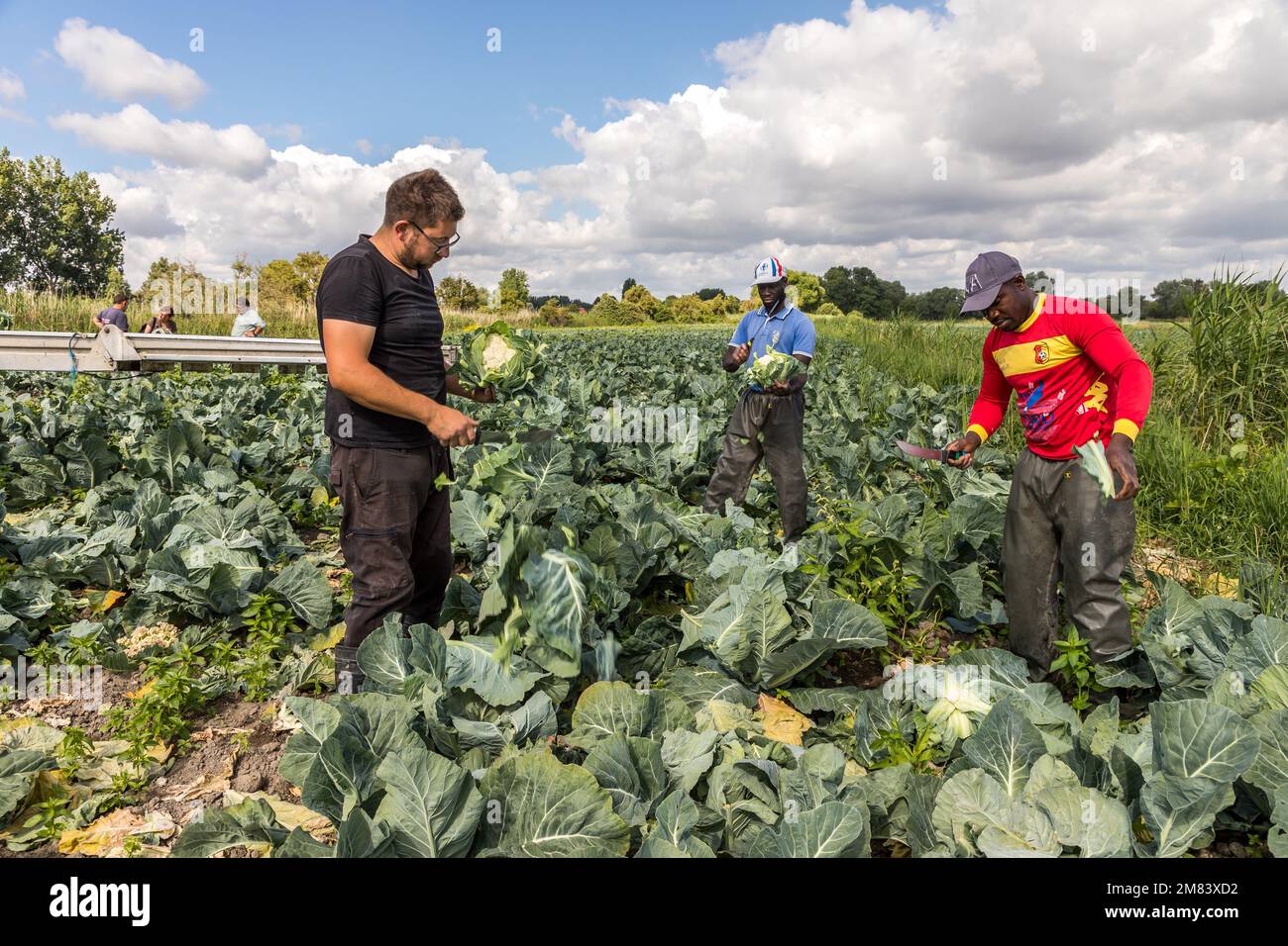MARKET FARM PLANTATION OF SUMMER CAULIFLOWER, MARSHES OF SAINT OMER ...