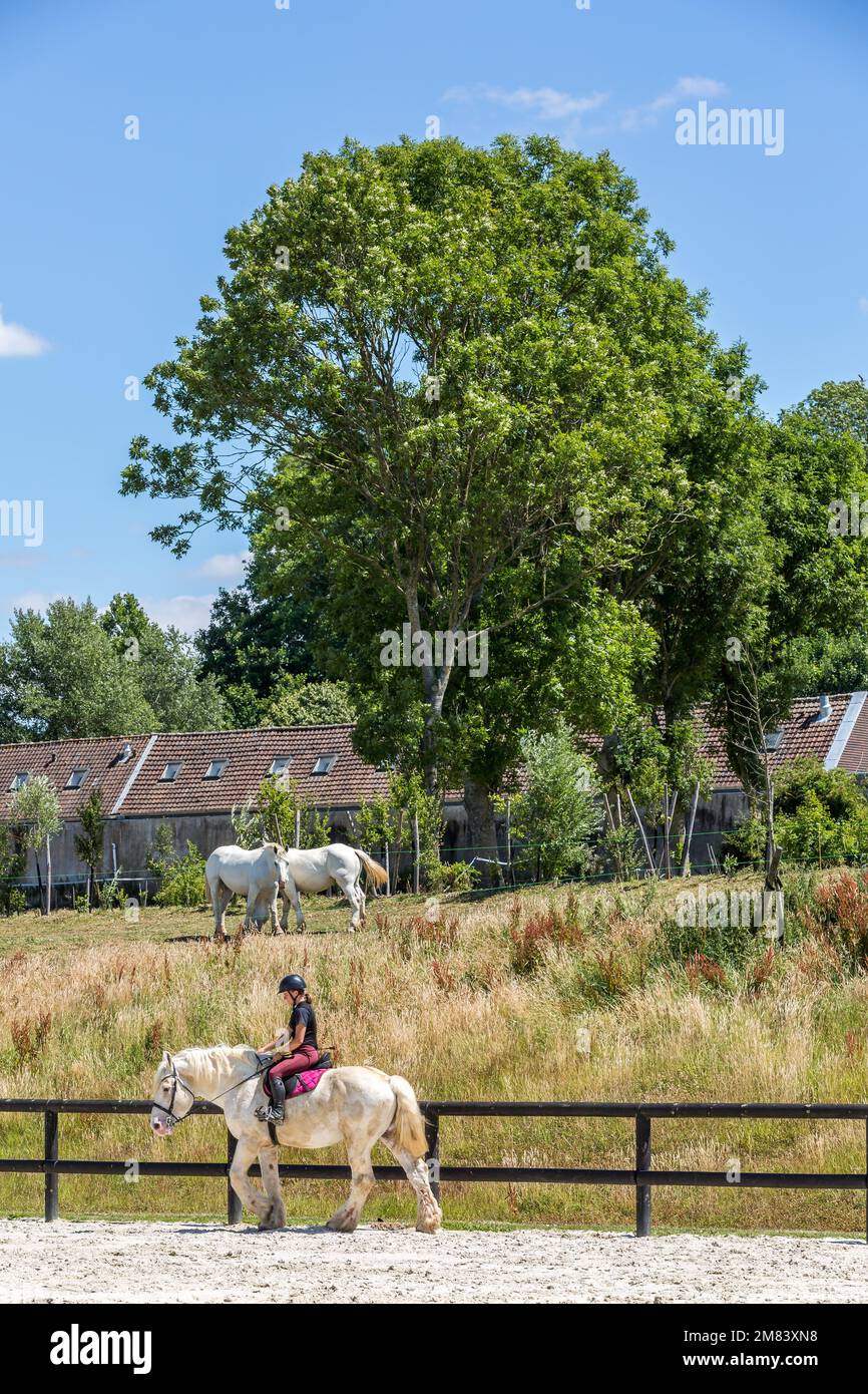 THE MAISON DU CHEVAL BOULONNAIS DEVOTED TO BOULONNAISE HORSES, FERME DE ...
