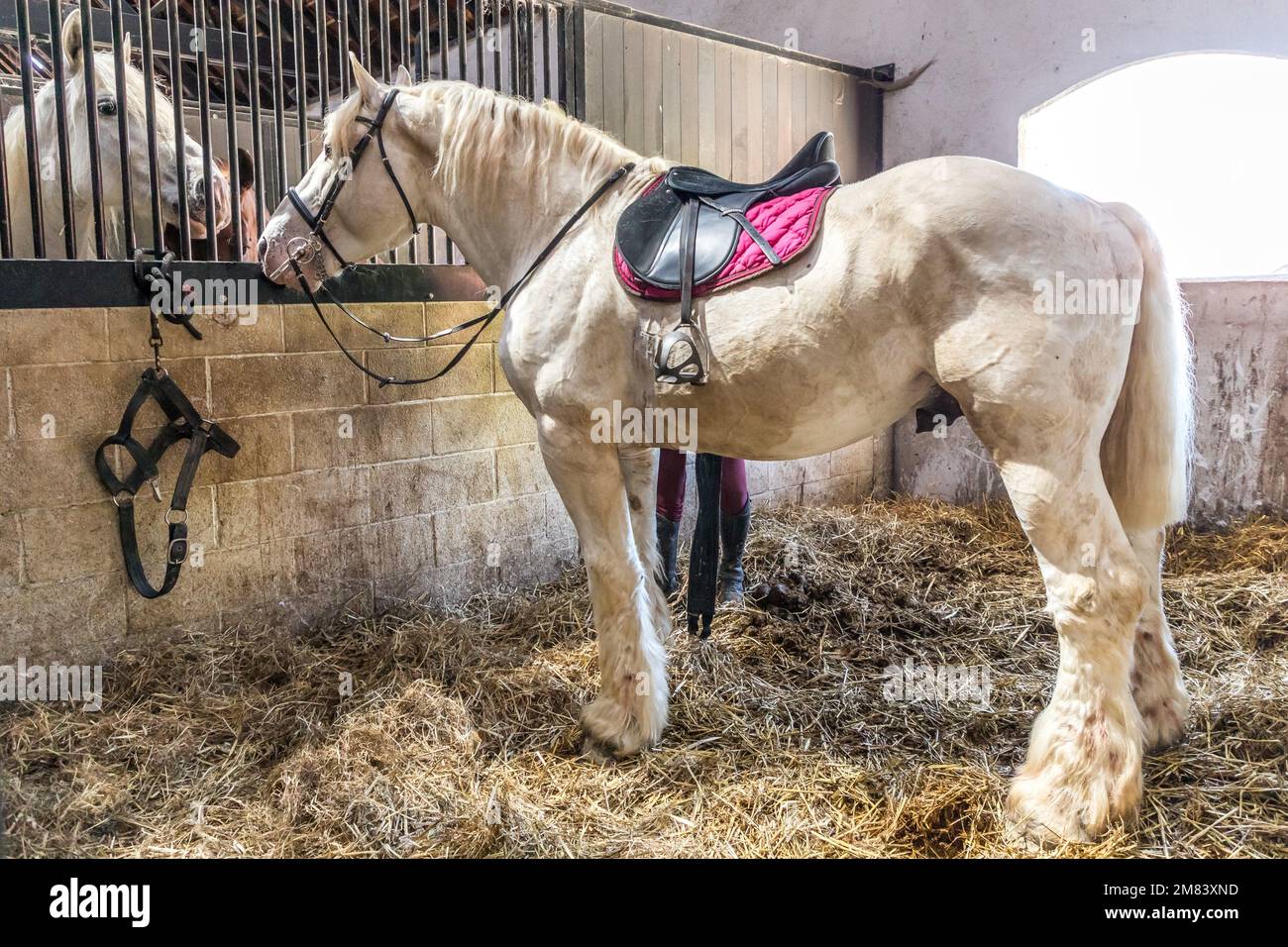 THE MAISON DU CHEVAL BOULONNAIS DEVOTED TO BOULONNAISE HORSES, FERME DE ...