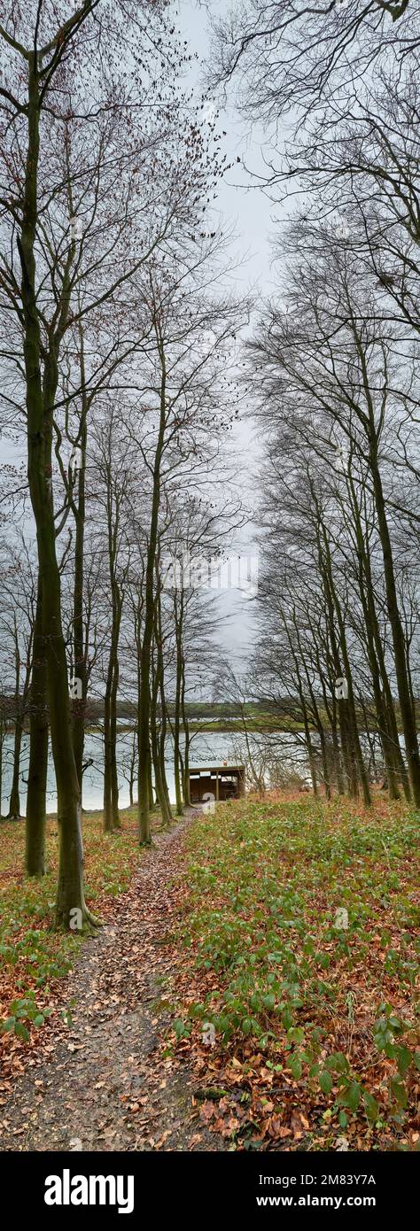 Path between tall trees with their leaves on the ground during a dull ...