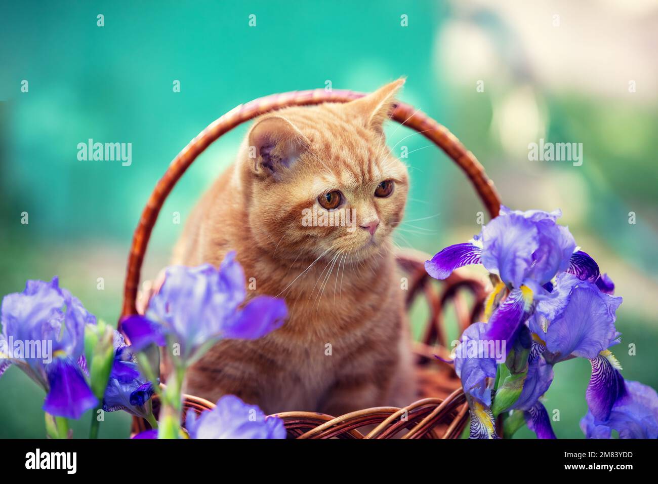 Cute ginger cat with flowers outdoors. The kitten sits in a basket in a ...