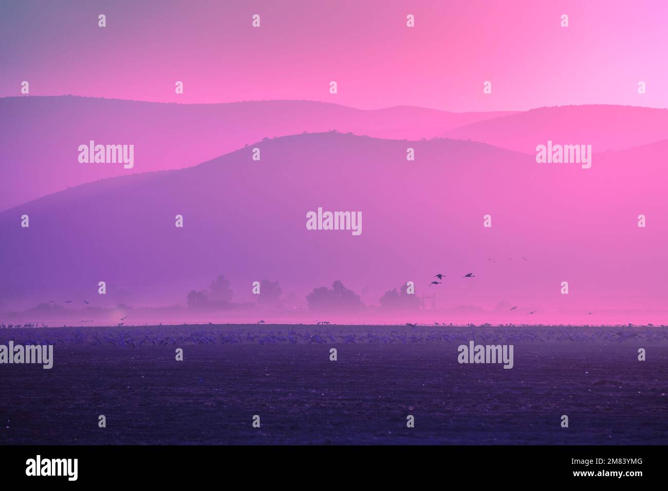 The Hula Valley in northern Israel at sunset Stock Photo - Alamy