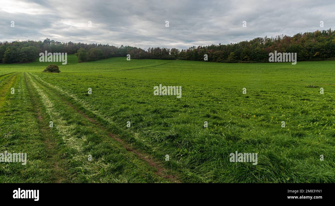 Autumn rolling landscape with meadows with isolated tree and forest on ...