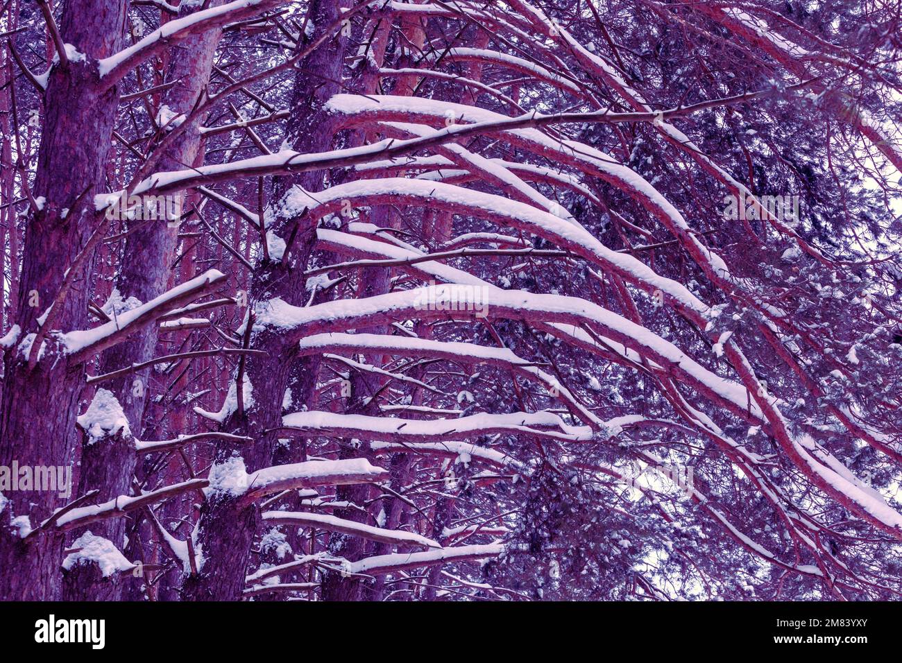 Pine tree purple hi-res stock photography and images - Alamy