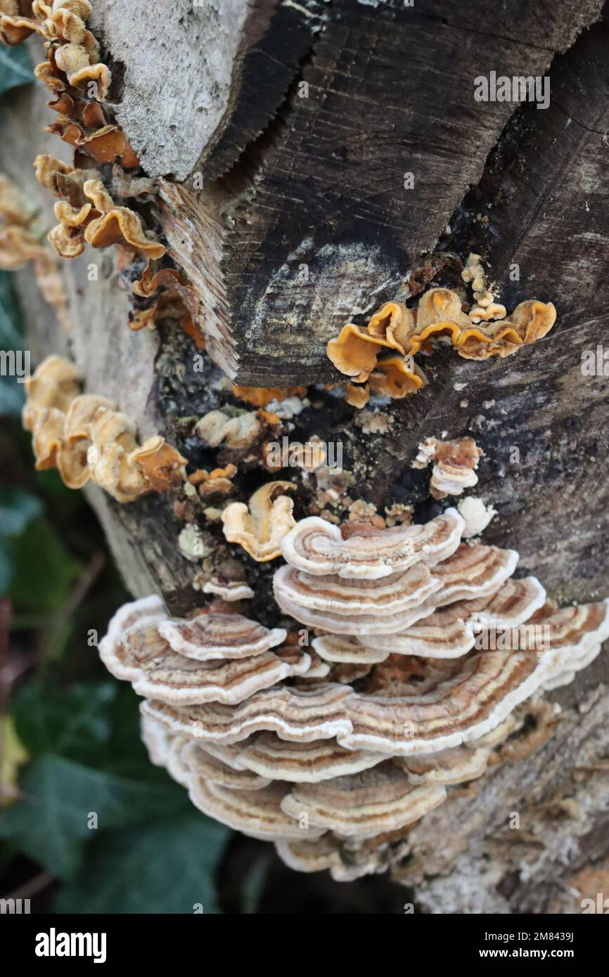 two Kinds of Tree mushrooms Stock Photo - Alamy
