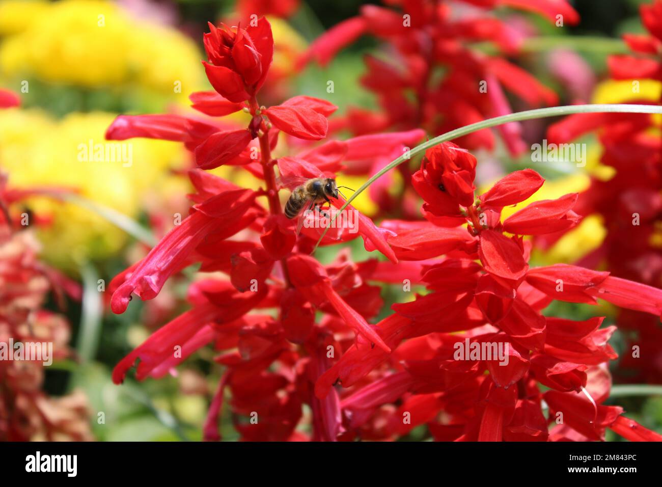 Bee and life Stock Photo - Alamy