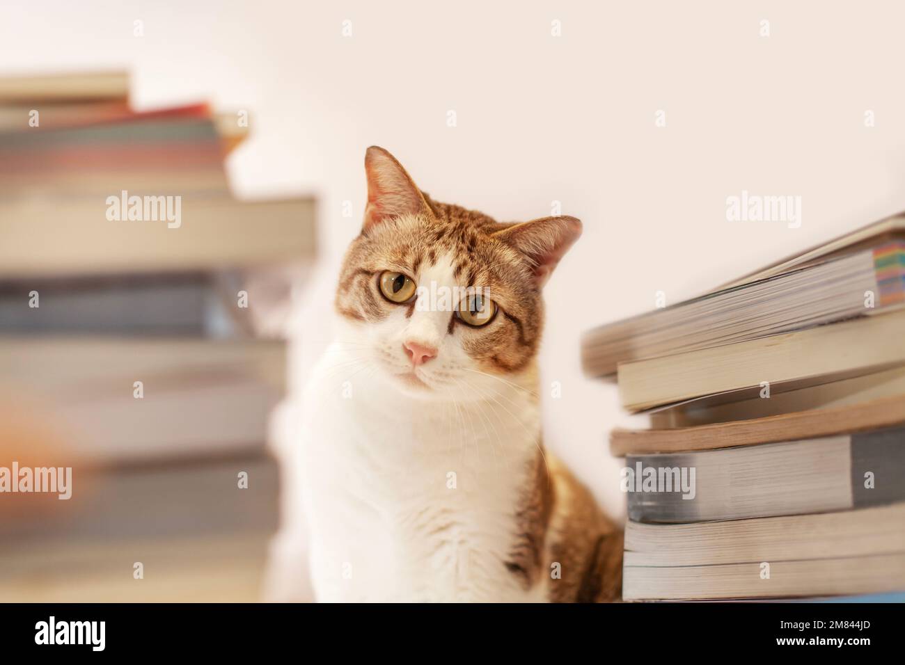 Serious cat in a stack of books. White background Stock Photo - Alamy