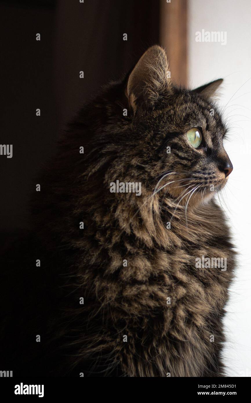 A vertical shot of a cute fluffy cat with green eyes looking from the ...