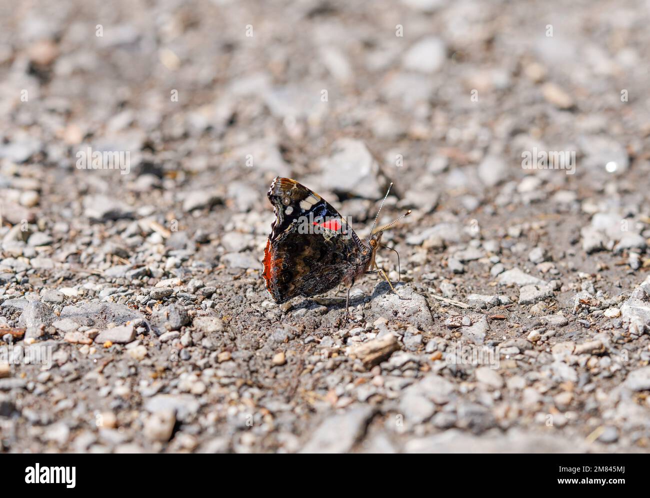 An red admiral sits on stony ground. Butterfly close-up. Vanessa ...