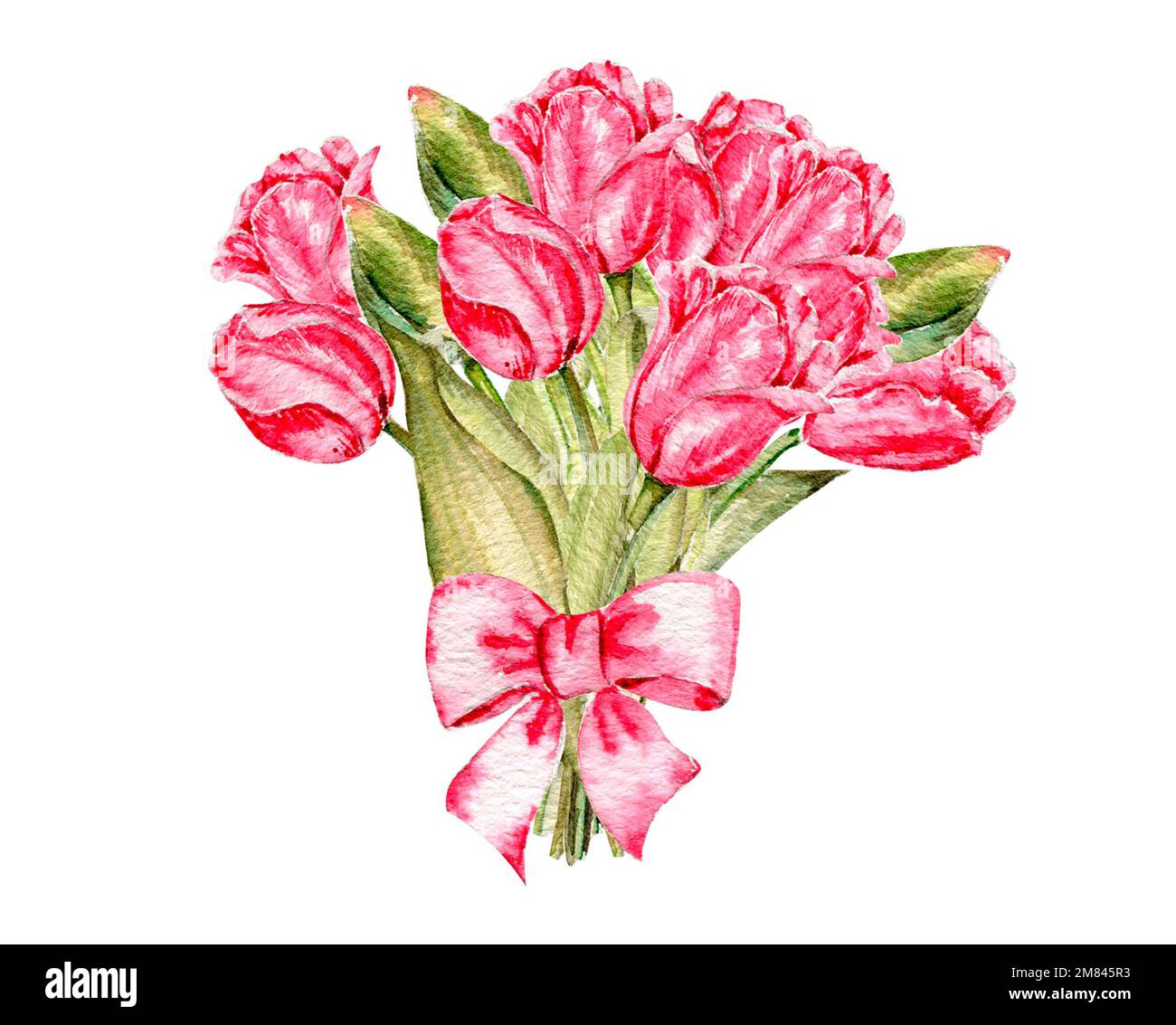 Watercolor rose pink tulip for valentine's day.Hand-drawn blooming ...