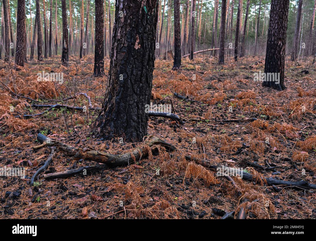Jacobsdorf, Germany. 12th Jan, 2023. The burned areas of a fire in the ...