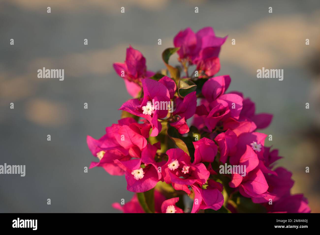 Pink flowers of bougainvillea. Plant in closeup. Nyctaginaceae Stock ...