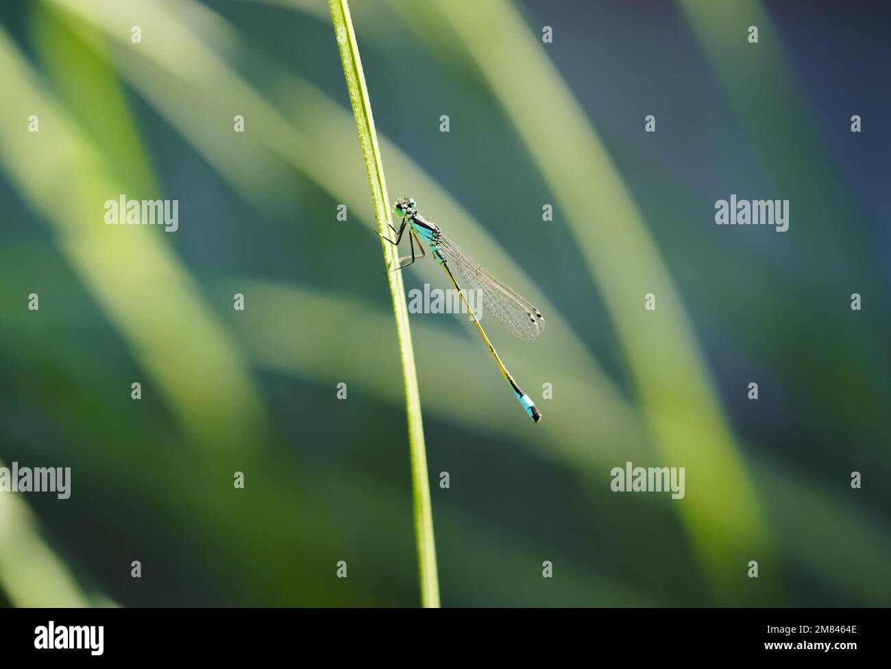 Common bluetail on a blade of grass. Insect close-up. Ischnura elegans ...