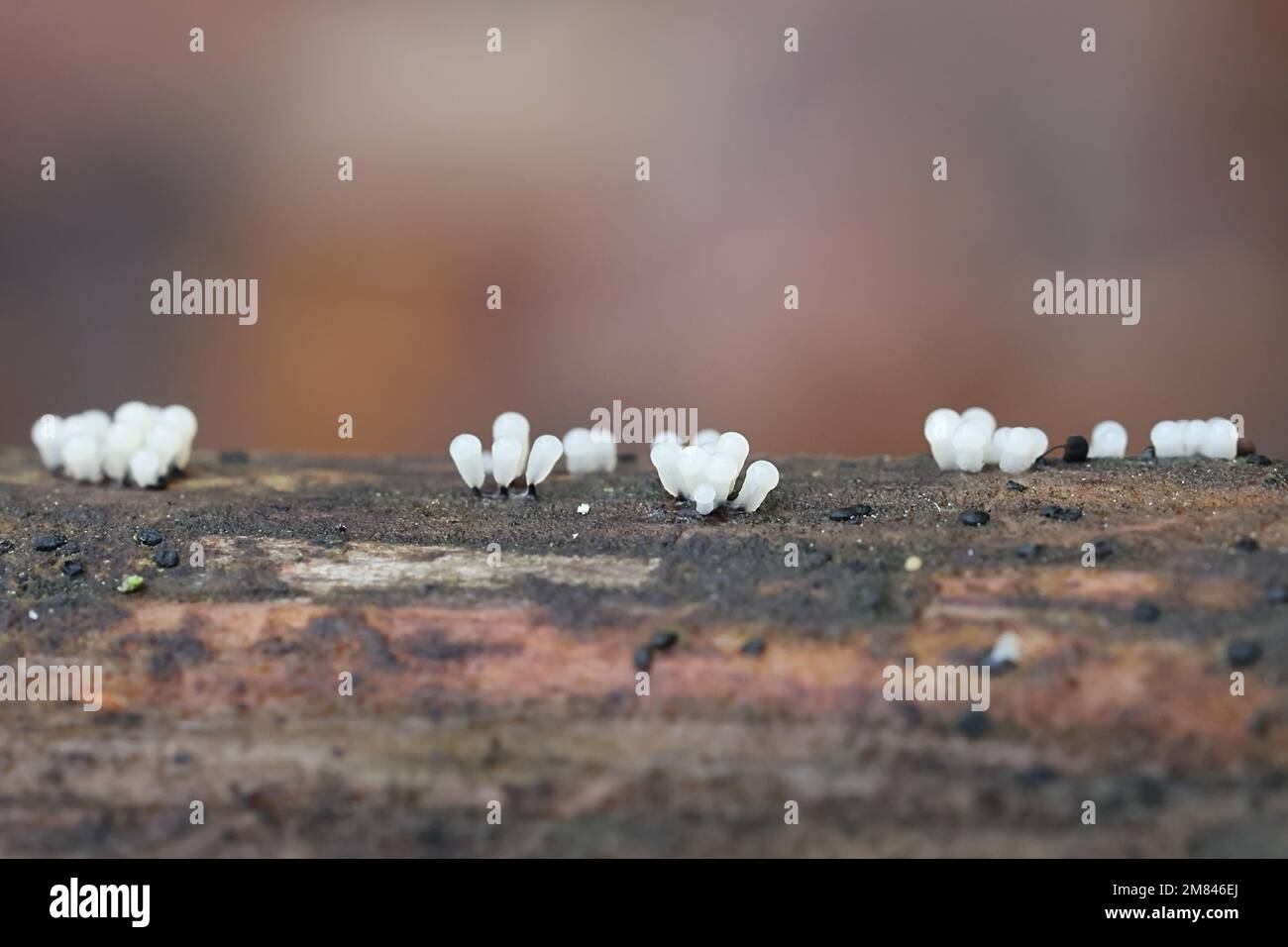 Comatricha nigra, a plasmodial slime mold, sporangia on decaying wood ...
