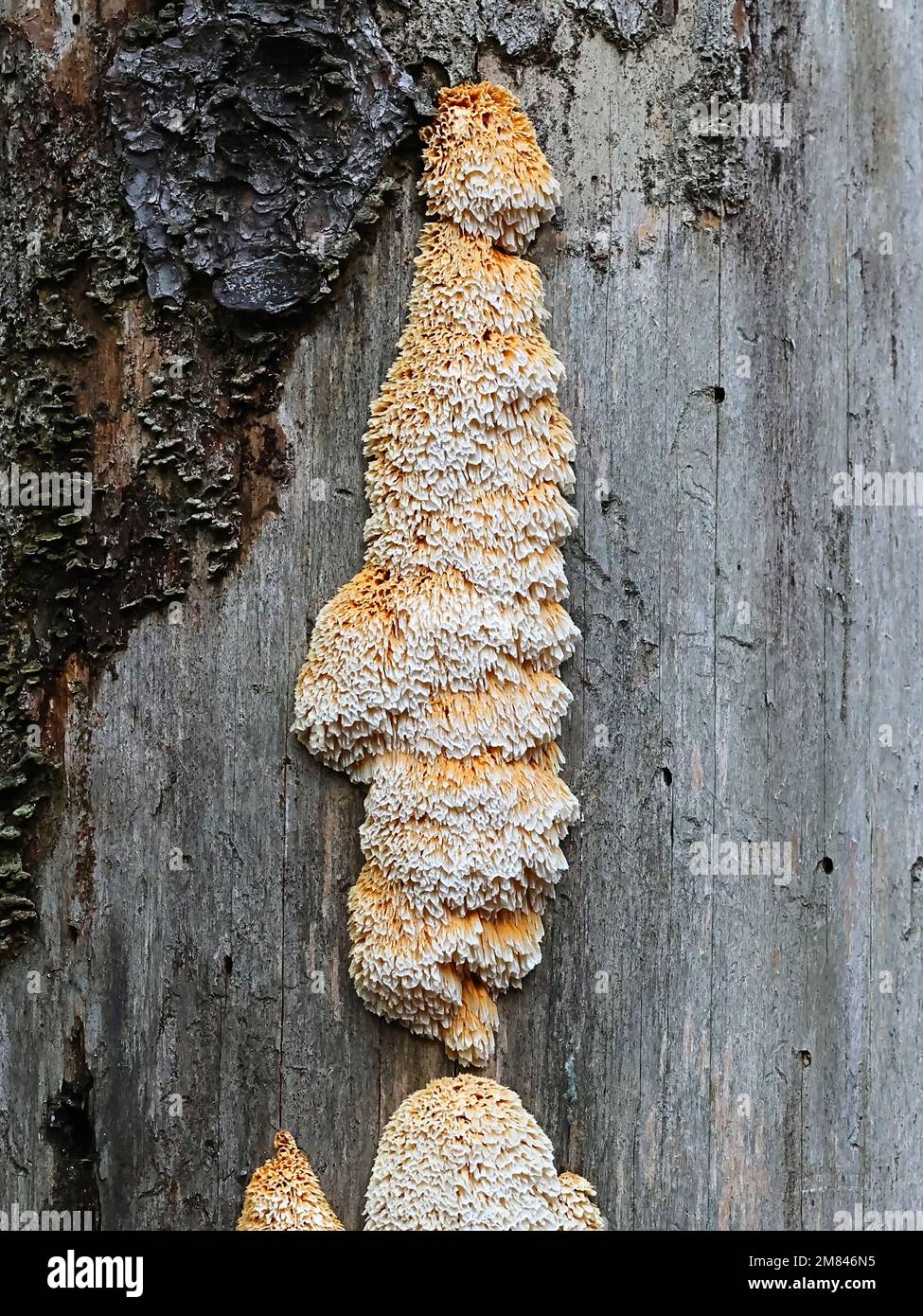Sponge fungus hi-res stock photography and images - Alamy