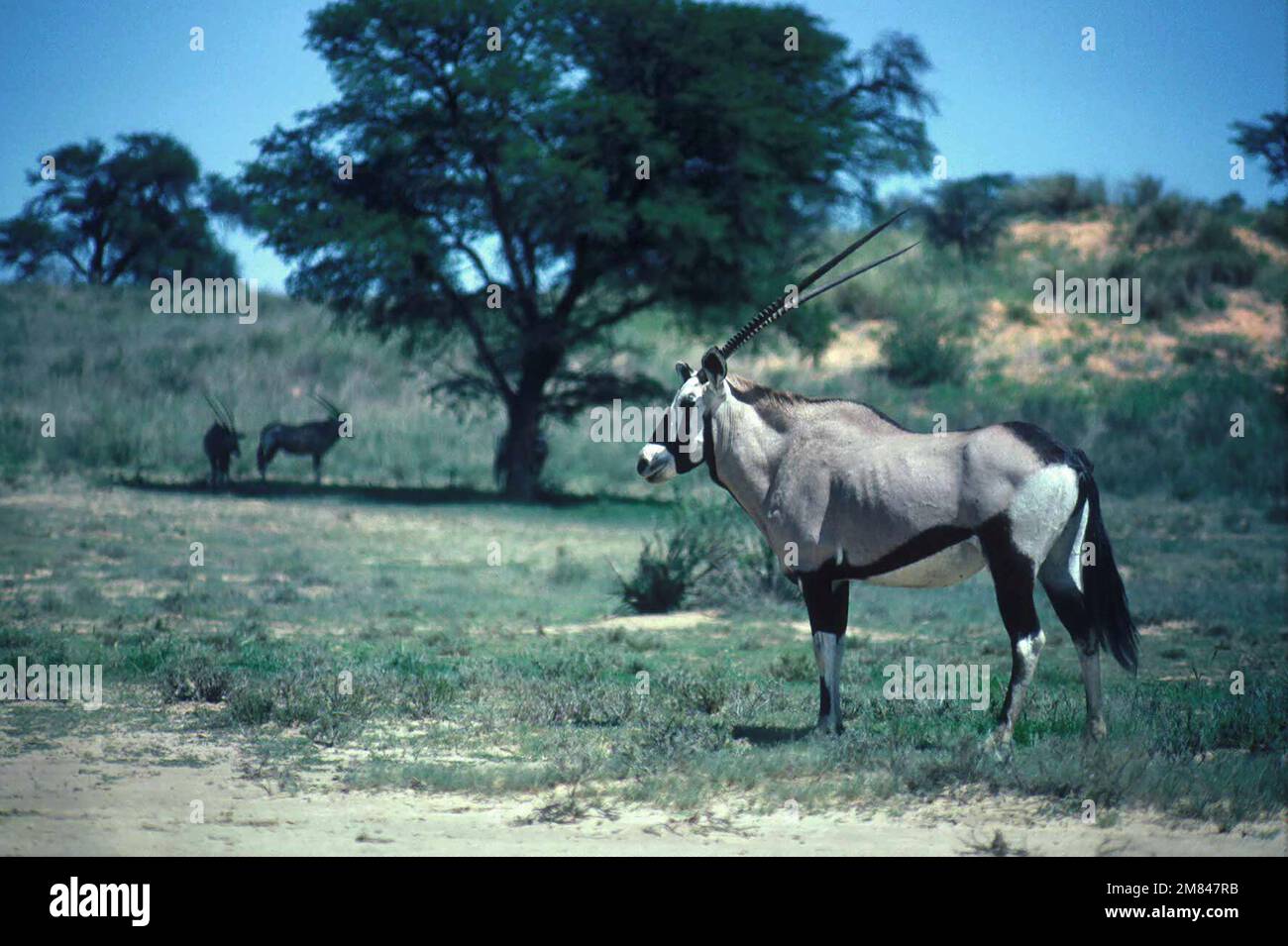 Gemsbok (Oryx gazella), Kgalagadi Transfrontier Park, Kalahari Desert ...