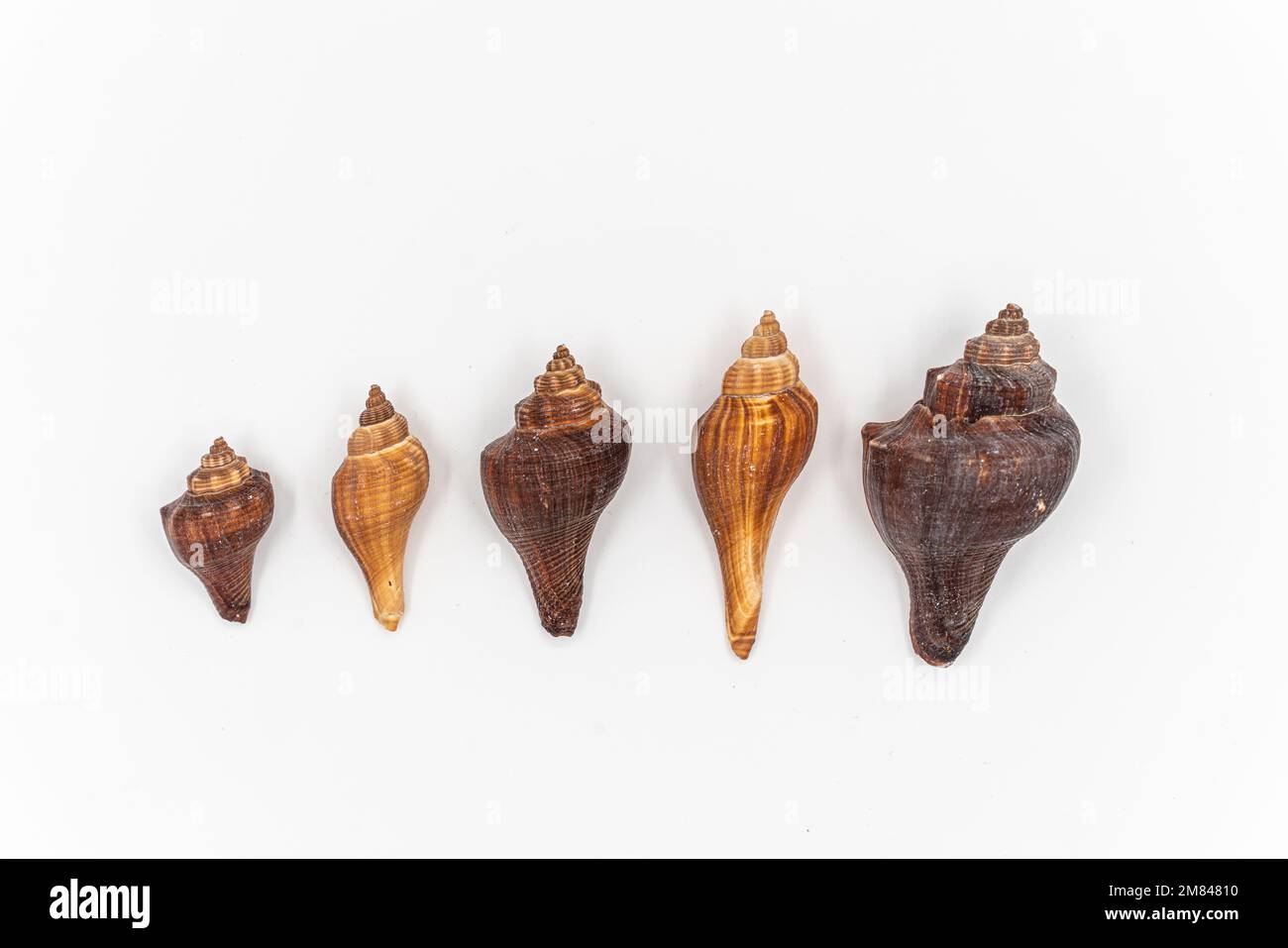 Isolated shells with white Background. High quality photo Stock Photo ...
