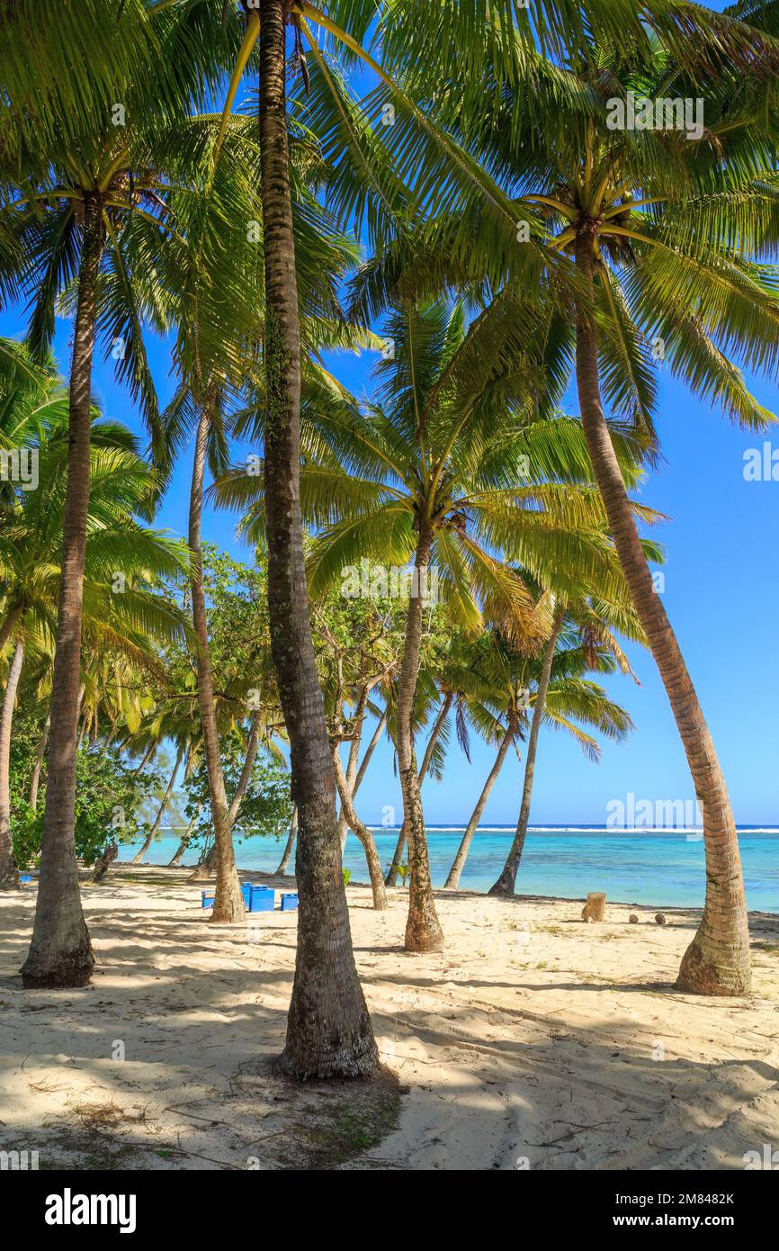 A grove of palm trees on a tropical beach. Rarotonga, Cook Islands ...